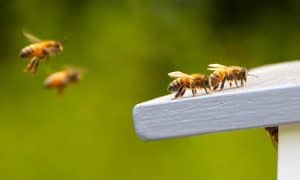 How to Keep Bees Away From Deck, Porch, Patio, House