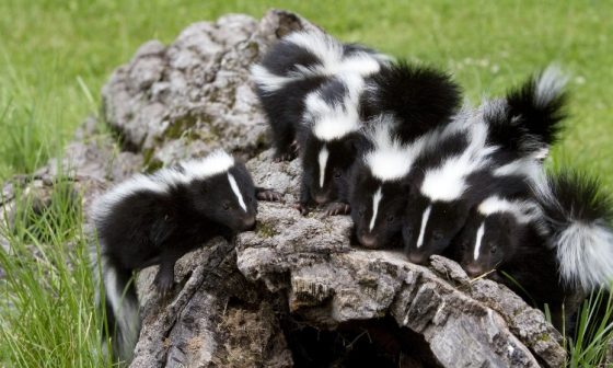 How To Get Rid Of Skunks Under Deck, Shed, Porch and House