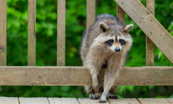 How to Keep Raccoons Away From Your Deck, Shed, House