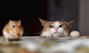 How to Get Rid of Rats Under Shed, Deck, House