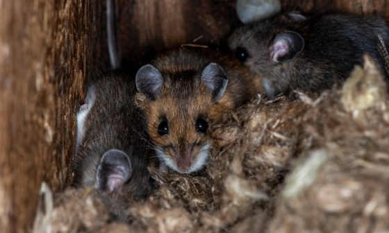 How to Get Rid of Rats Under Shed, Deck, House