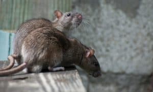 How to Get Rid of Rats Under Shed, Deck, House