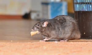 How to Get Rid of Rats Under Shed, Deck, House