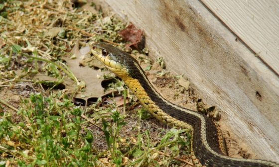 How to Get Rid of Snakes in Your Yard