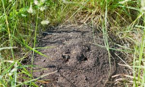How to Get Rid of Ant Hills in the Lawn