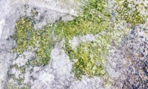 How To Permanently Remove Moss From Concrete