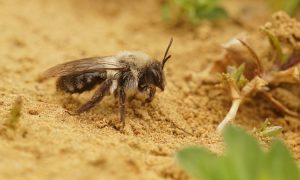 How to Get Rid of Ground Bees in Your Yard