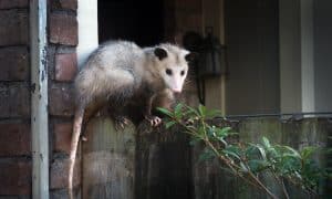 How to Get Rid of Possums Under Your Deck, Shed, House