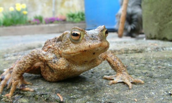 15 Effective Ways How to Keep Frogs Away From Your Porch, Deck, Patio ...